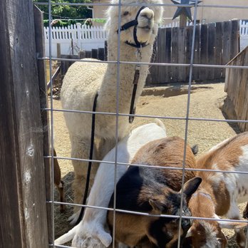 THE DINGLE FAMILY FARM AND STABLES - Updated December 2024 - 533 Photos ...