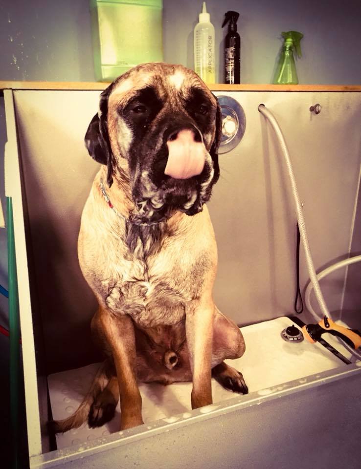 Spaw 4 Paws - Updated May 2026 - 20 Photos & 11 Reviews - 17705 Kenwood ...