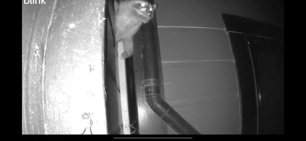 MIGHTY MEN WILDLIFE TRAPPING - 181 Photos & 31 Reviews - Berkeley ...