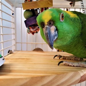 ARIZONA BIRD STORE - 45 Photos & 39 Reviews - Bird Shops - 565 S Dobson ...