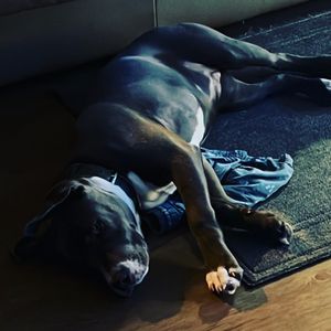 PENNY PAWS MOBILES - Updated October 2025 - 10330 Kotzebue St, San ...