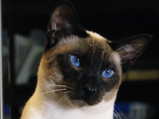 PERMES CATTERY - Updated December 2025 - 10 Photos & 10 Reviews ...