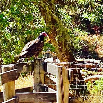 MT. BURDELL OPEN SPACE PRESERVE - Updated January 2026 - 167 Photos ...