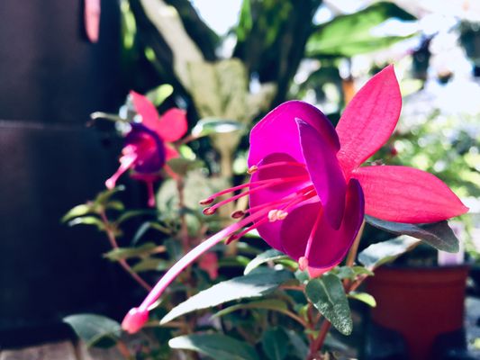 BRIGGS NURSERY - Updated September 2024 - 132 Photos & 68 Reviews - 295 ...