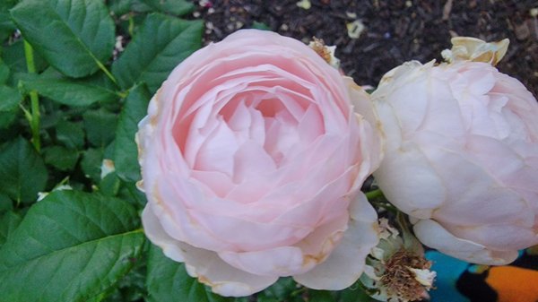 ASCENSION BORGESS HOSPITAL - Updated December 2025 - 25 Photos & 88 ...