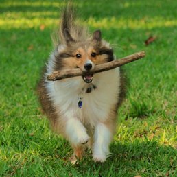 Pet Angel Memorial Center Reviews | Read Customer Service Reviews of ...