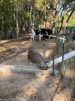 HOLDER HILL FARM - Updated December 2025 - 48 Photos & 15 Reviews ...