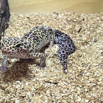 LLLREPTILE & SUPPLY COMPANY, INC - Updated February 2025 - 230 Photos ...