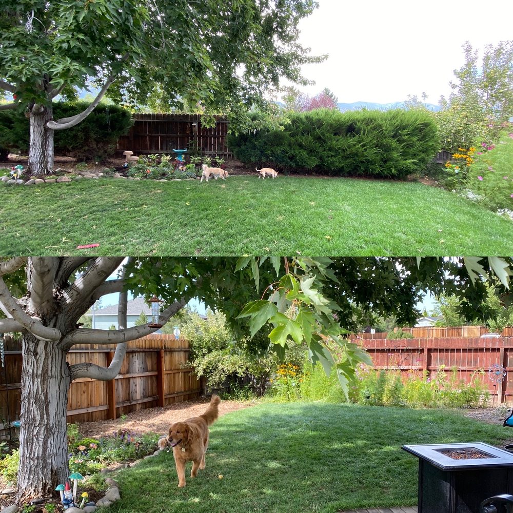 SIERRA PEAKS TREES - Updated February 2025 - 11 Reviews - 1075 Foothill ...