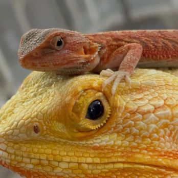 LLLREPTILE & SUPPLY COMPANY, INC - Updated December 2025 - 257 Photos ...