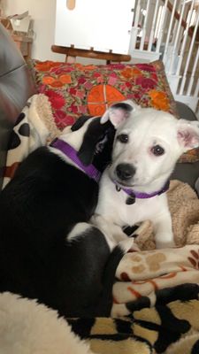 HUMANE SOCIETY OF BOULDER VALLEY - Updated December 2024 - 41 Photos ...