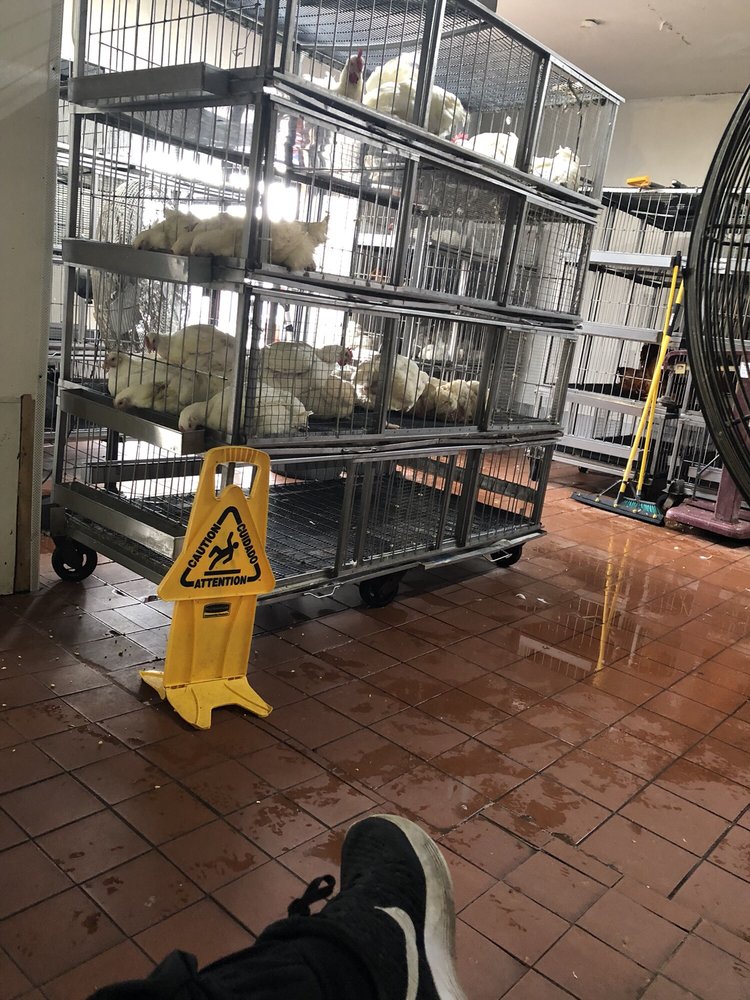 LIVE POULTRY MARKET - Updated October 2025 - 2049 Richmond Ter, Staten ...