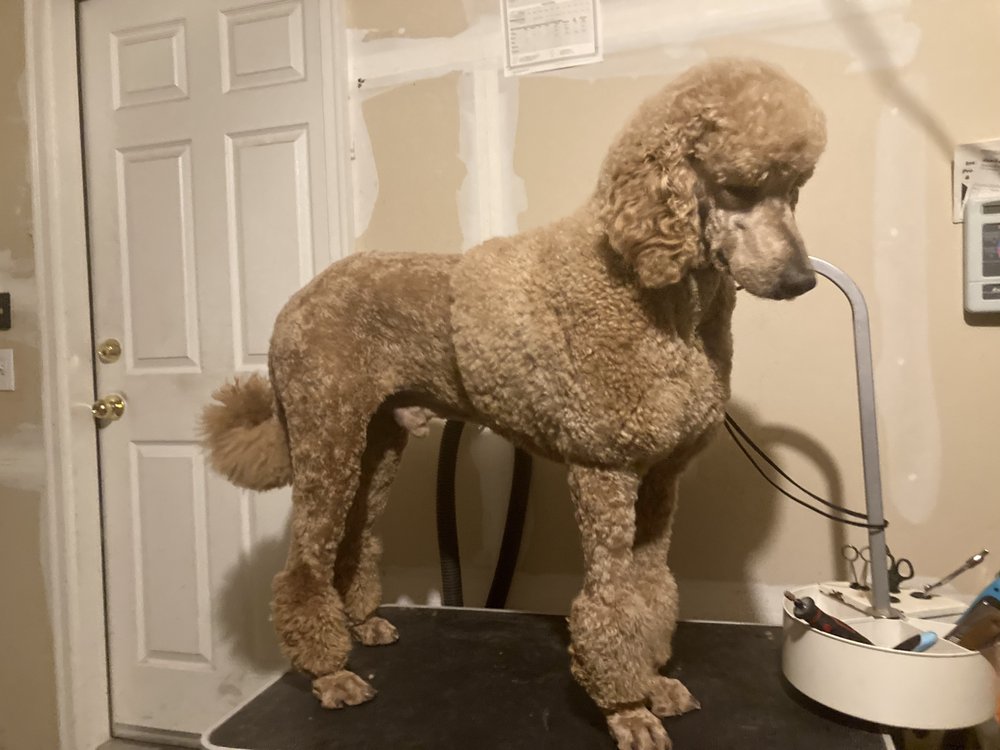 K-9 DESIGNS BY LASA - Colorado Springs, Colorado - Pet Groomers - Phone ...