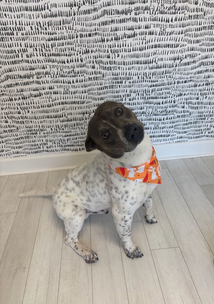 PRECIOUS PAWS GROOMING - Updated October 2025 - 3065 HWY 367 S, Cabot, Arkansas - Pet Groomers ...