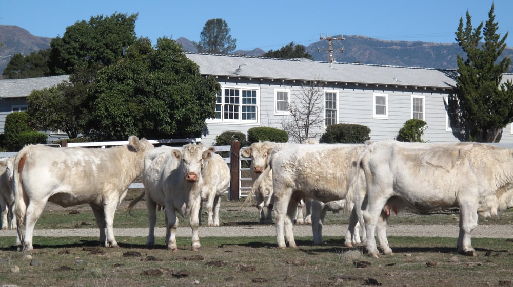 ROBERT ETLING - Updated October 2025 - 3575 Sagunto St, Santa Ynez ...