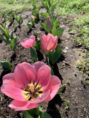 THE FLORAL LIBRARY - Updated March 2025 - 177 Photos - Near The North ...