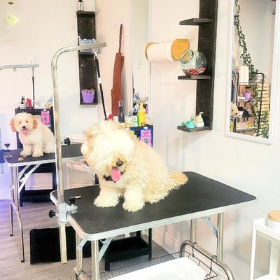NBPETS GROOMING - Updated December 2025 - Request an Appointment - 60 ...