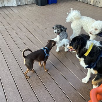 FETCH PARK - Updated April 2025 - 78 Photos & 17 Reviews - 309 Buckhead ...