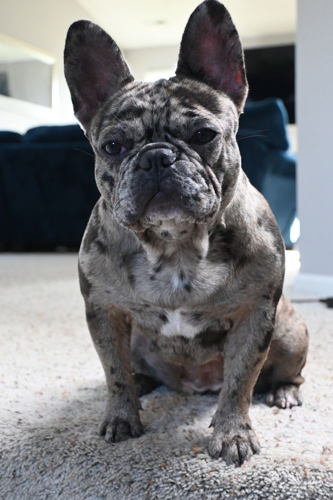 WRIGHT TOUCH FRENCHIES - Updated December 2024 - Request Information - 14 Photos - Virginia ...