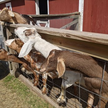 LAMBS FARM - Updated August 2024 - 213 Photos & 75 Reviews - 14245 W ...