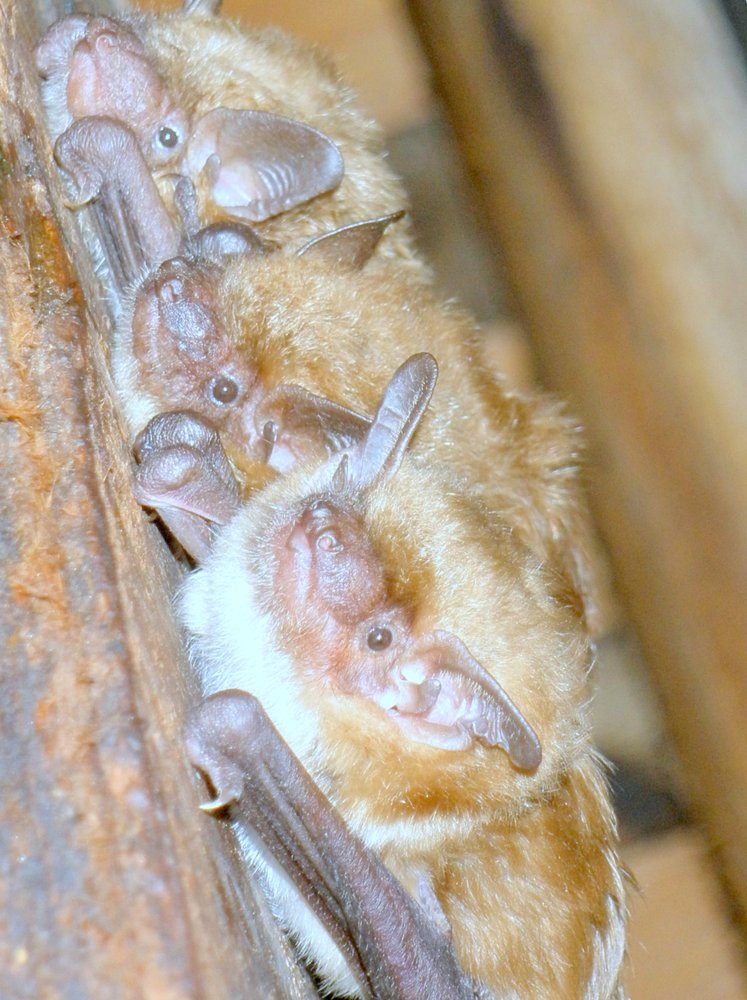 WORCESTER BAT REMOVAL - Updated February 2025 - 12 Photos - 29 Lyon St ...