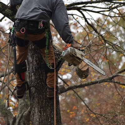 GRAND OAKS TREE SERVICE - 88 Photos - Charleston, South Carolina - Tree ...