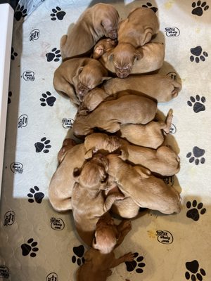 RED DOG RANCH - 229 Harper Valley Rd, Harper, Texas - Pet Breeders ...