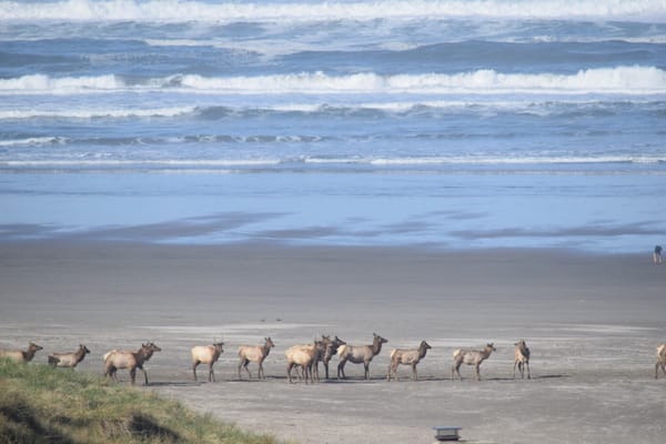 GEARHART BY THE SEA - Updated October 2024 - 62 Photos & 30 Reviews ...