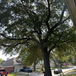 ABC PROFESSIONAL TREE SERVICES - Updated January 2025 - 10 Photos & 24 ...