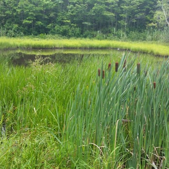 DOUGLAS STATE FOREST - Updated October 2025 - 49 Photos & 20 Reviews ...