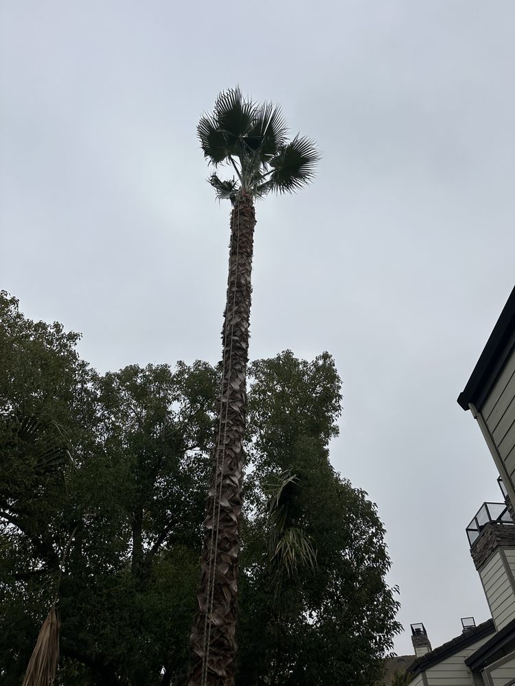 TREE CARE SOLANO - Updated December 2024 - Request a Quote - Fairfield ...