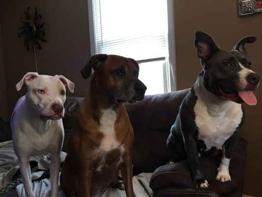 BARCS - 56 Photos & 87 Reviews - 2490 Giles Rd, Baltimore, Maryland ...