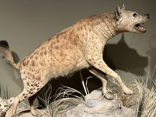 OAKES MUSEUM OF NATURAL HISTORY - Updated December 2025 - 50 Photos - 1 ...