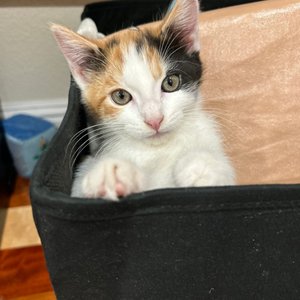 HUMANE SOCIETY SILICON VALLEY - Updated August 2024 - 432 Photos & 567 ...