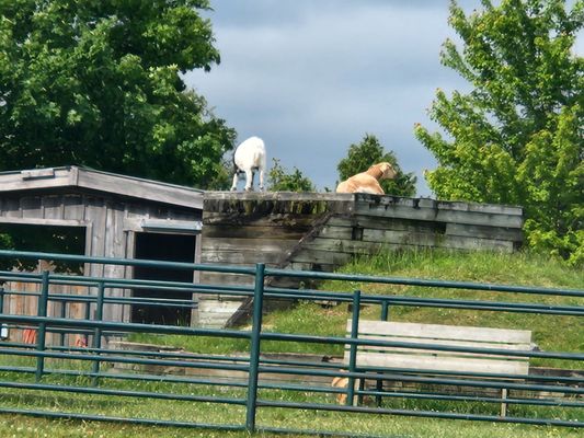 WINDREACH FARM - Updated June 2026 - 34 Photos - 312 Townline Road ...