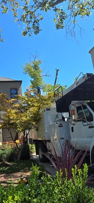 BETZY’S TREE CARE - Updated May 2026 - 15 Photos & 11 Reviews ...
