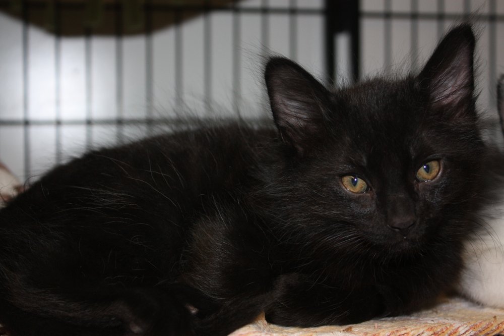 FRIENDS OF PERRY ANIMAL SHELTER FOPAS - Updated February 2025 - 204 ...