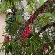 RF ORCHIDS - 633 Photos & 64 Reviews - 28100 SW 182nd Ave, Homestead ...