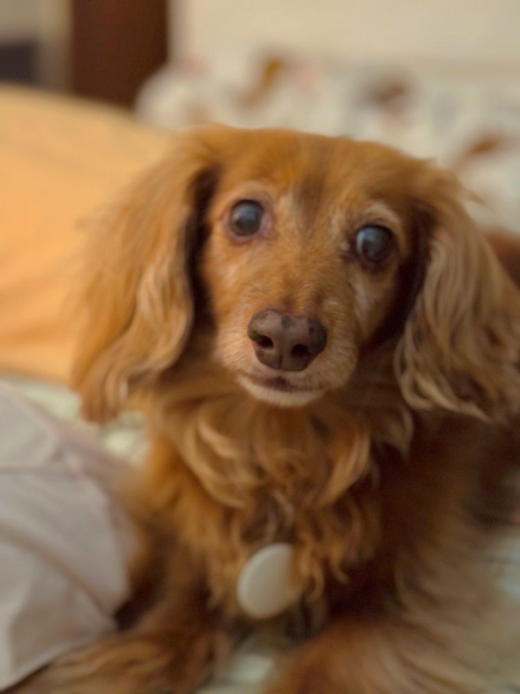 LANCE ANIMAL HOSPITAL - Updated December 2025 - 23 Reviews - 2951 Jay ...