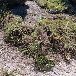 Super-Sod Reviews | Read Customer Service Reviews of supersod.com