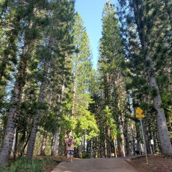 WAʻAHILA RIDGE STATE RECREATION AREA - Updated July 2025 - 750 Photos ...