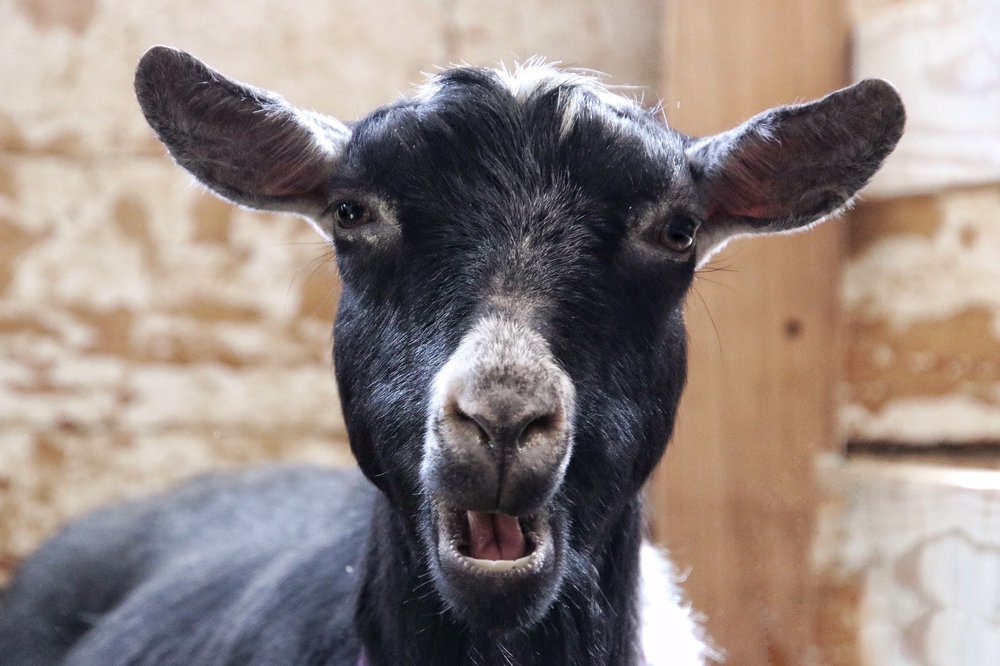 RUSTIC ROAD FARM - Updated December 2025 - 70 Photos & 22 Reviews ...