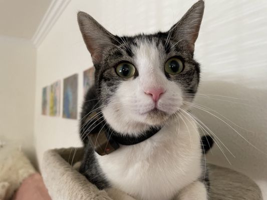 GIGI KAUR - Updated December 2025 - 25 Photos - Ojai, California - Pet ...