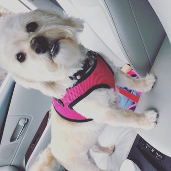 Christy's dog grooming store