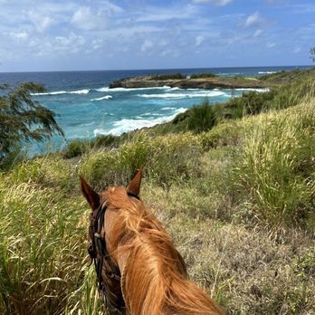 CJM STABLES - Updated September 2024 - 452 Photos & 313 Reviews - Koloa ...