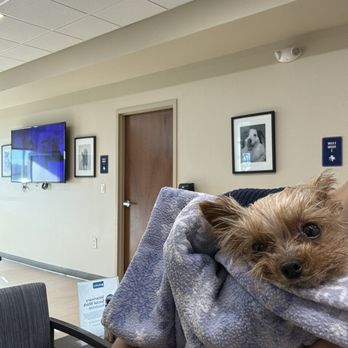 MEDVET DALLAS - Updated December 2025 - 59 Photos & 207 Reviews - 11333 ...