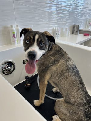 BUBBLY PAWS - Updated January 2026 - 61 Photos & 69 Reviews - 22421 El ...