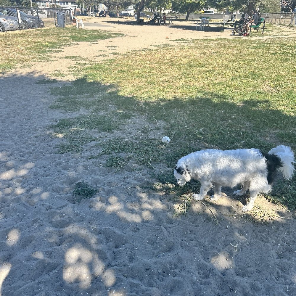 Se Admiten Perros En El Embalse De San Leandro