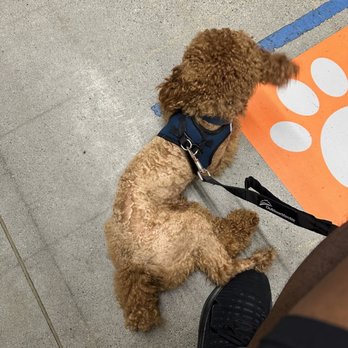 PETSMART - Updated December 2025 - 54 Photos & 101 Reviews - 650 Ponce ...