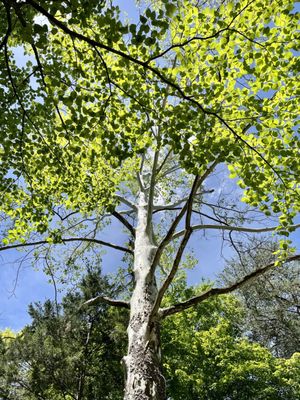 BERNHEIM FOREST AND ARBORETUM - Updated September 2025 - 1397 Photos ...